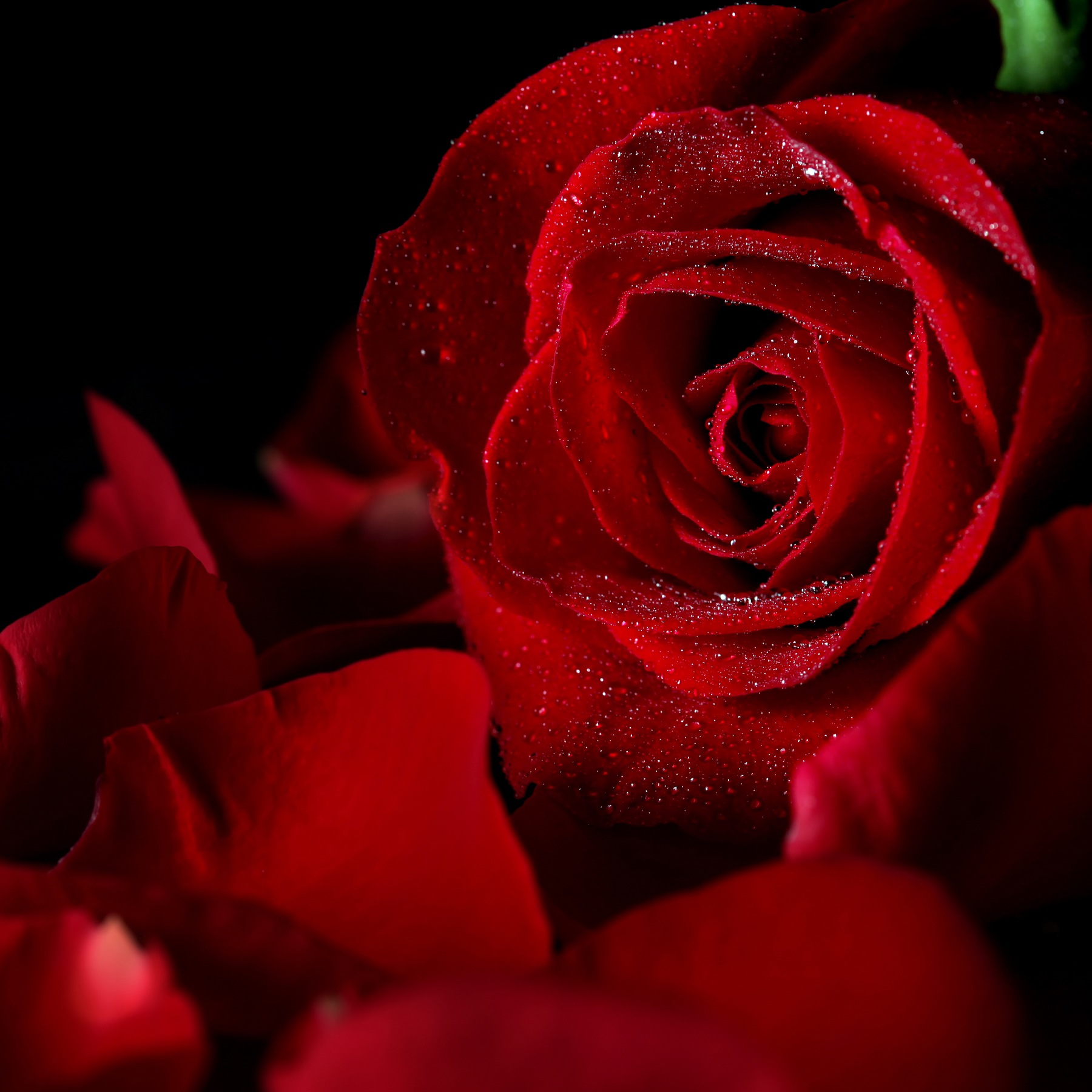 Online Flowers Tadcaster - Melanie's Florist