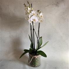 Double Phalenopsis Orchid